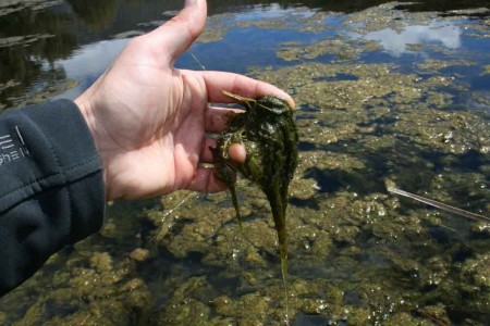 Aquatic Technologies algae - Ultrasonic Algae Control